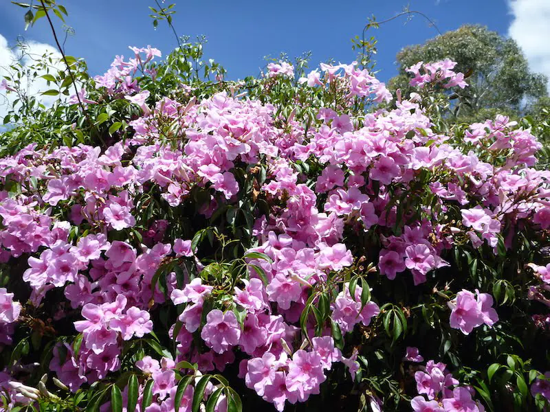 Buy Pandorea 'Deep Pink' Plants Online | Free Shipping NZ