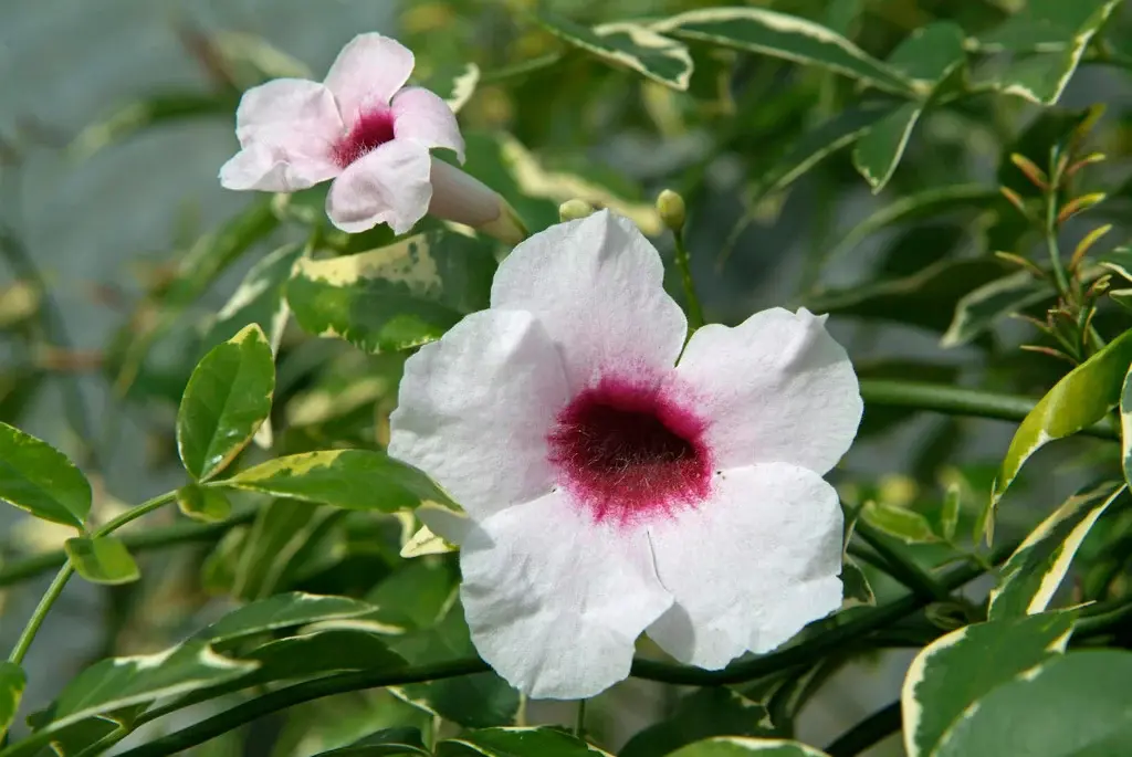 Buy Pandorea 'Charisma' Plants Online | Free Shipping NZ