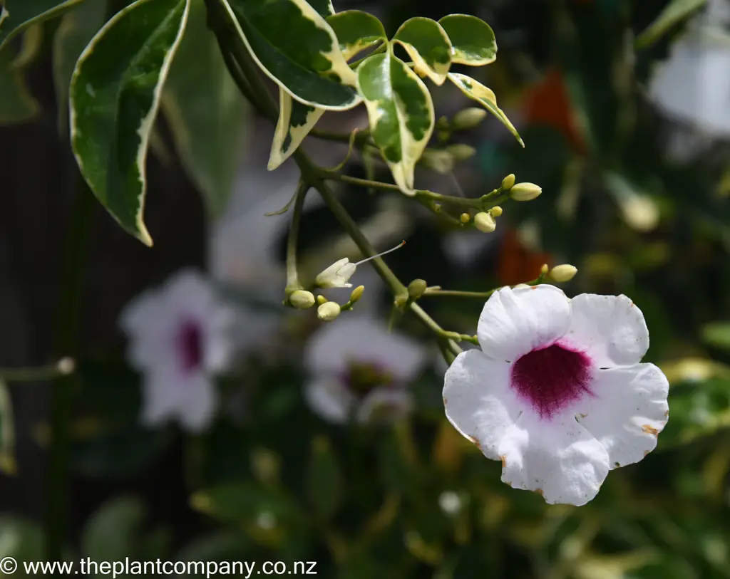 Buy Pandorea jasminoides 'variegata' Plants Online NZ