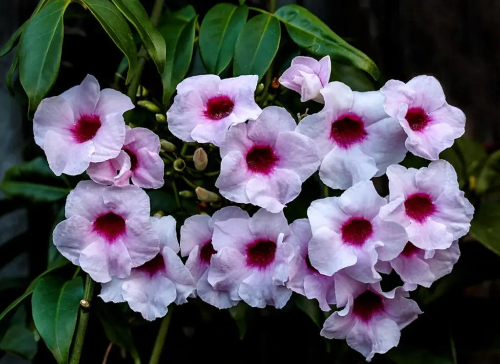 Buy Pandorea jasminoides (Bower Vine) Plants Online NZ