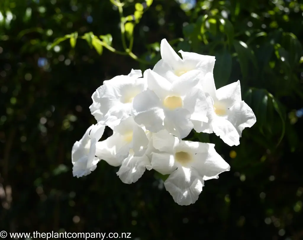 Buy Pandorea 'Lady Di' Climbing Plants Online NZ