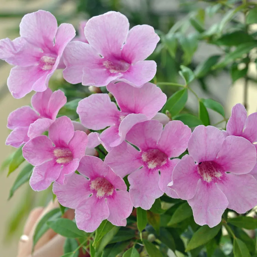 Buy Pandorea 'Pink Magic' Plants Online | Free Shipping NZ