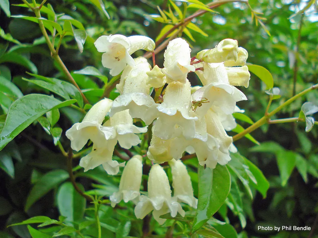 Buy Pandorea pandorana (Wonga Wonga Vine) Online NZ