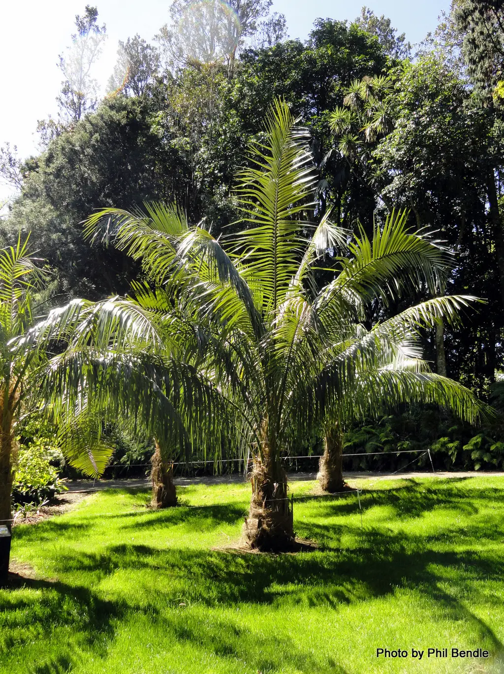 Buy Parajubaea cocoides (Mountain Coconut) Online NZ