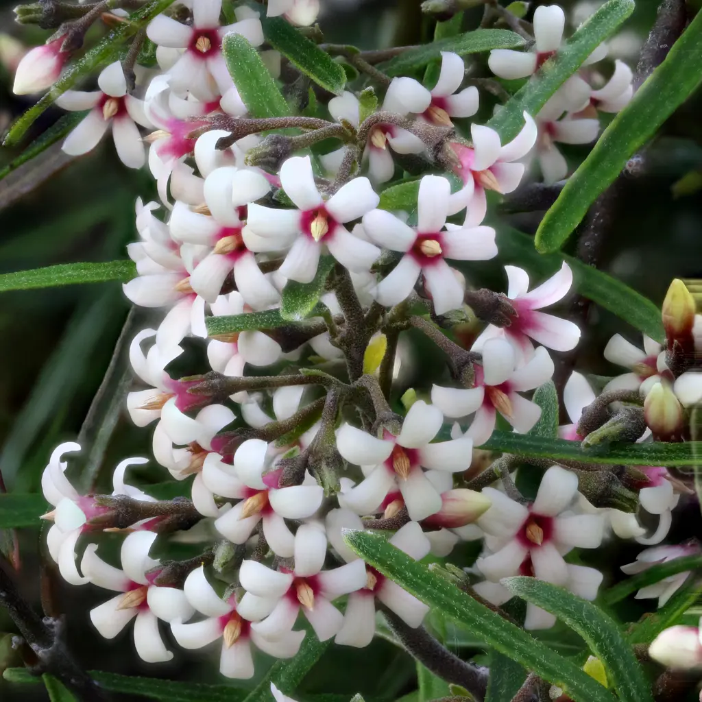 Buy Parsonsia capsularis Plants Online | Free Shipping NZ
