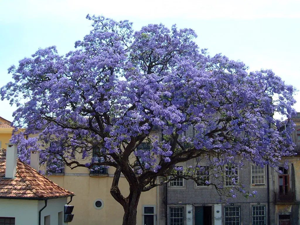 Buy Paulownia tomentosa Plants | Free Shipping Over $150