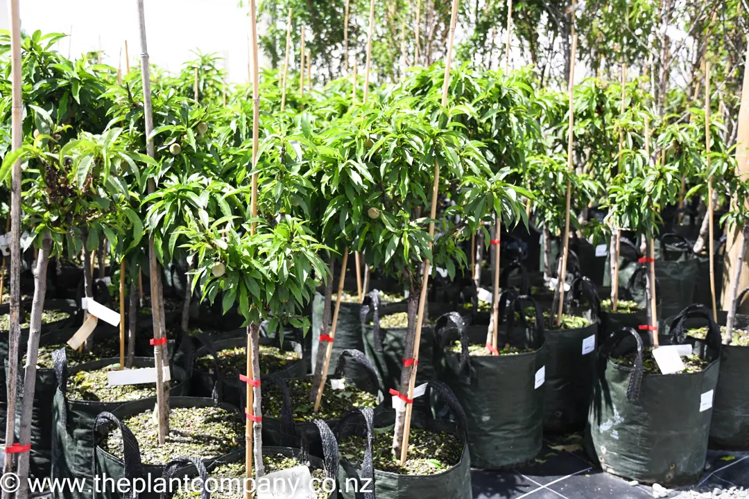 Buy Peach Garden Lady Dwarf Standard Plants