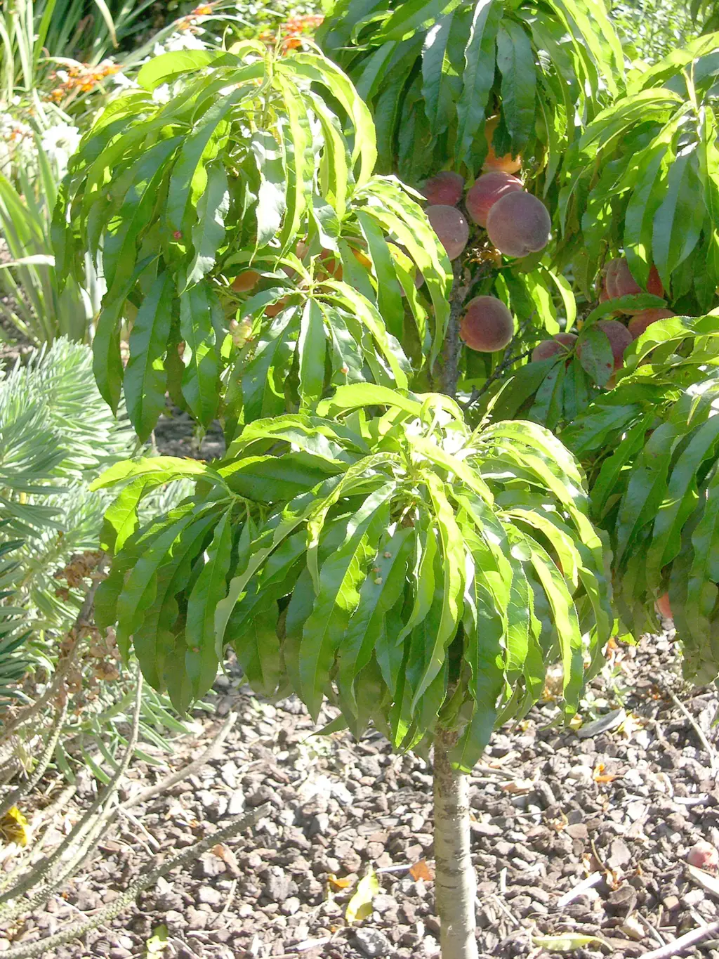 Buy Peach Honey Babe Dwarf Plants | Free Shipping Over $150