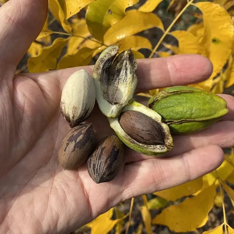 Buy Pecan 'Lucas' Trees Online | Free Shipping NZ Wide