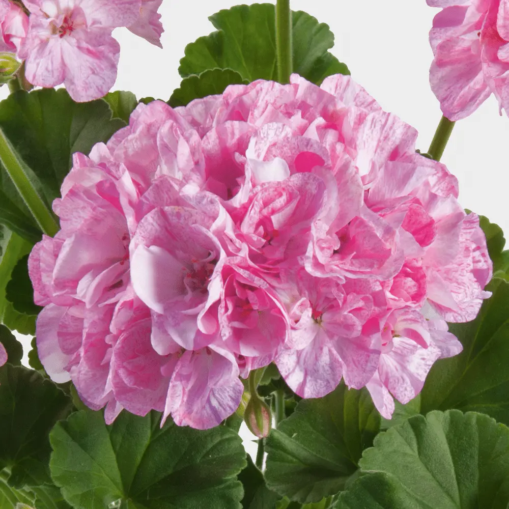 Buy Pelargonium Mosaic Pink Plants | Free Shipping Over $150