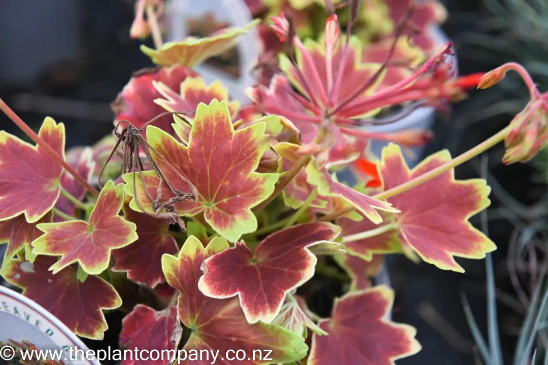 Buy Pelargonium Vancouver Centennial Plants