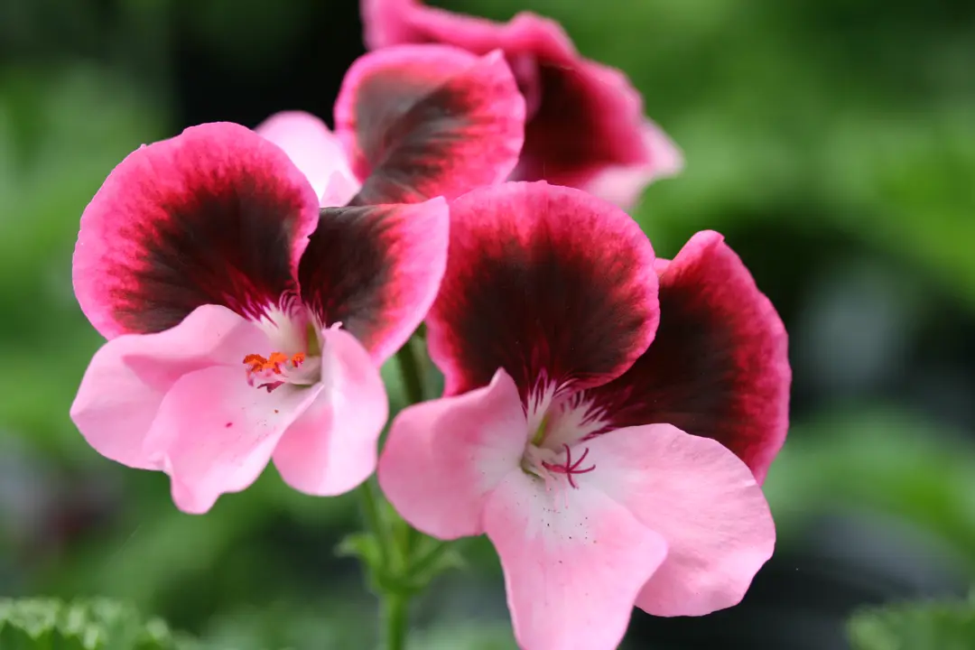 Buy Pelargonium Vicky Plants | Free Shipping Over $150