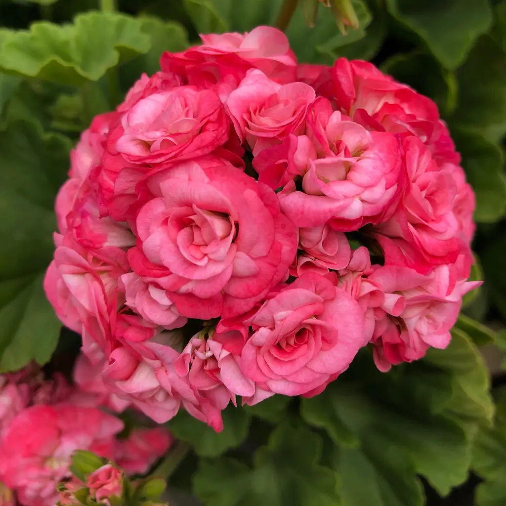 Buy Pelargonium Vintage Rose Plants | Free Shipping Over $150