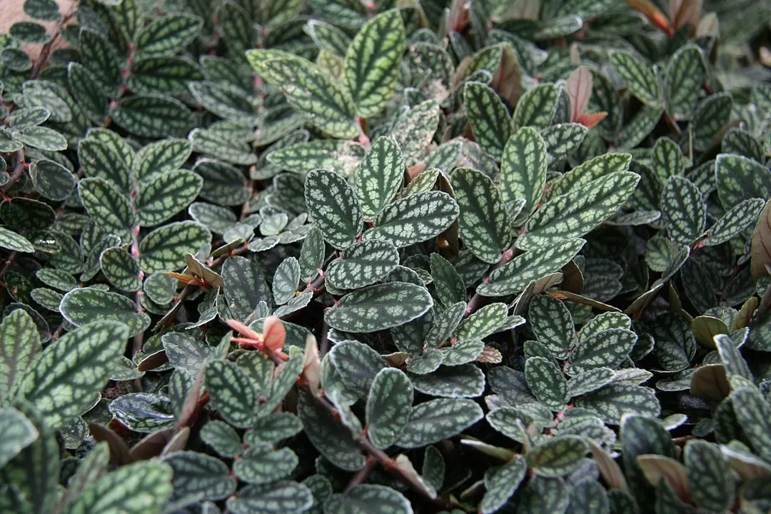 Buy Pellionia pulchra Plants | Free Shipping Over $150