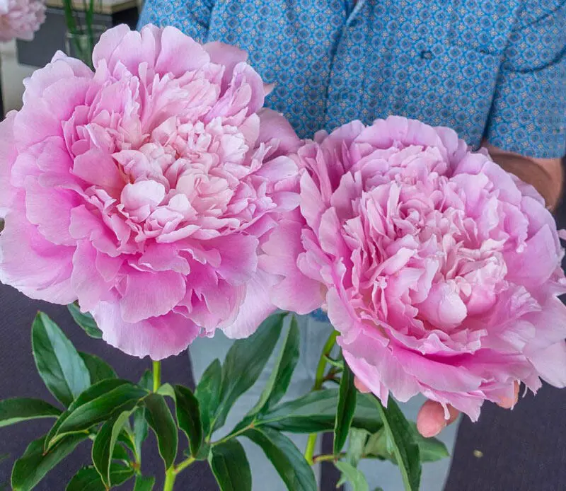 Buy Paeonia Dinner Plate Plants | Free Shipping Over $150