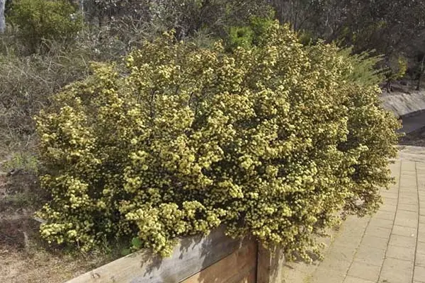 Buy Phebalium glandulosum Plants | Free Shipping Over $150