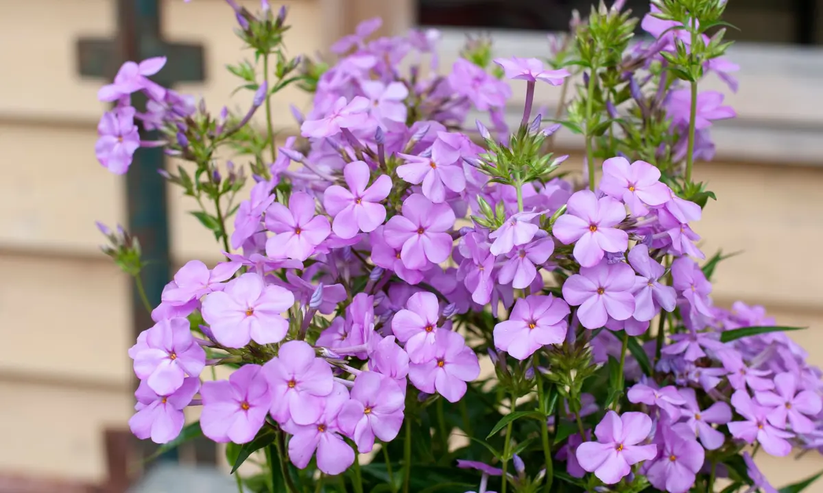 Buy Phlox Minnie Pink Plants | Free Shipping Over $150