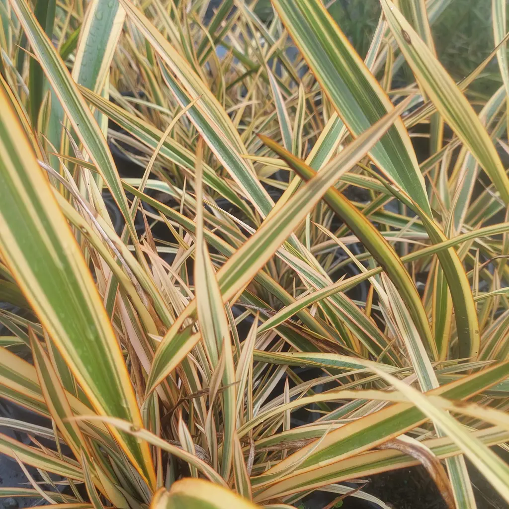 Buy Phormium Golden Ray Plants | Free Shipping Over $150