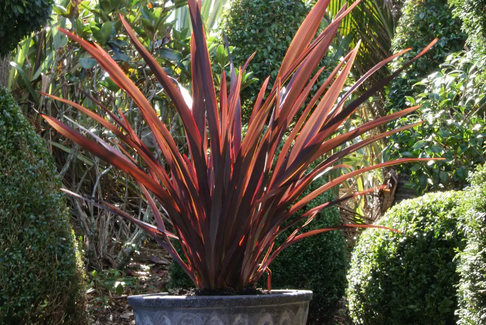 Buy Phormium 'Royal Flush' Online | Free Shipping NZ Wide