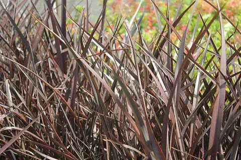 Buy Phormium 'Shiraz' Plants | Free Shipping Over $150
