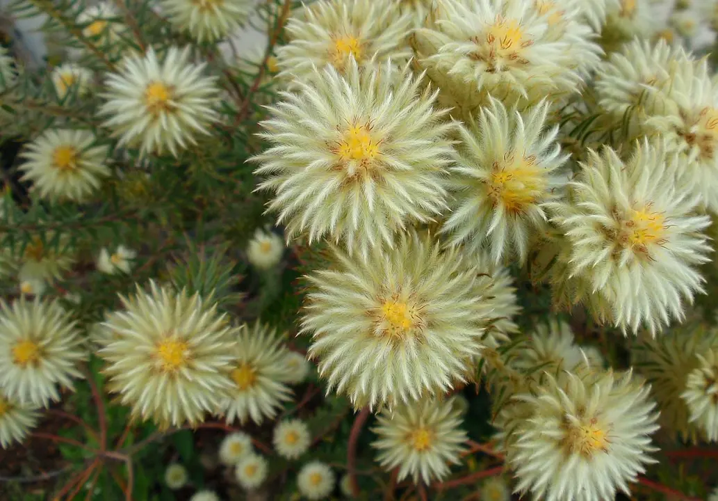 Buy Phylica plumosa Plants | Free Shipping Over $150
