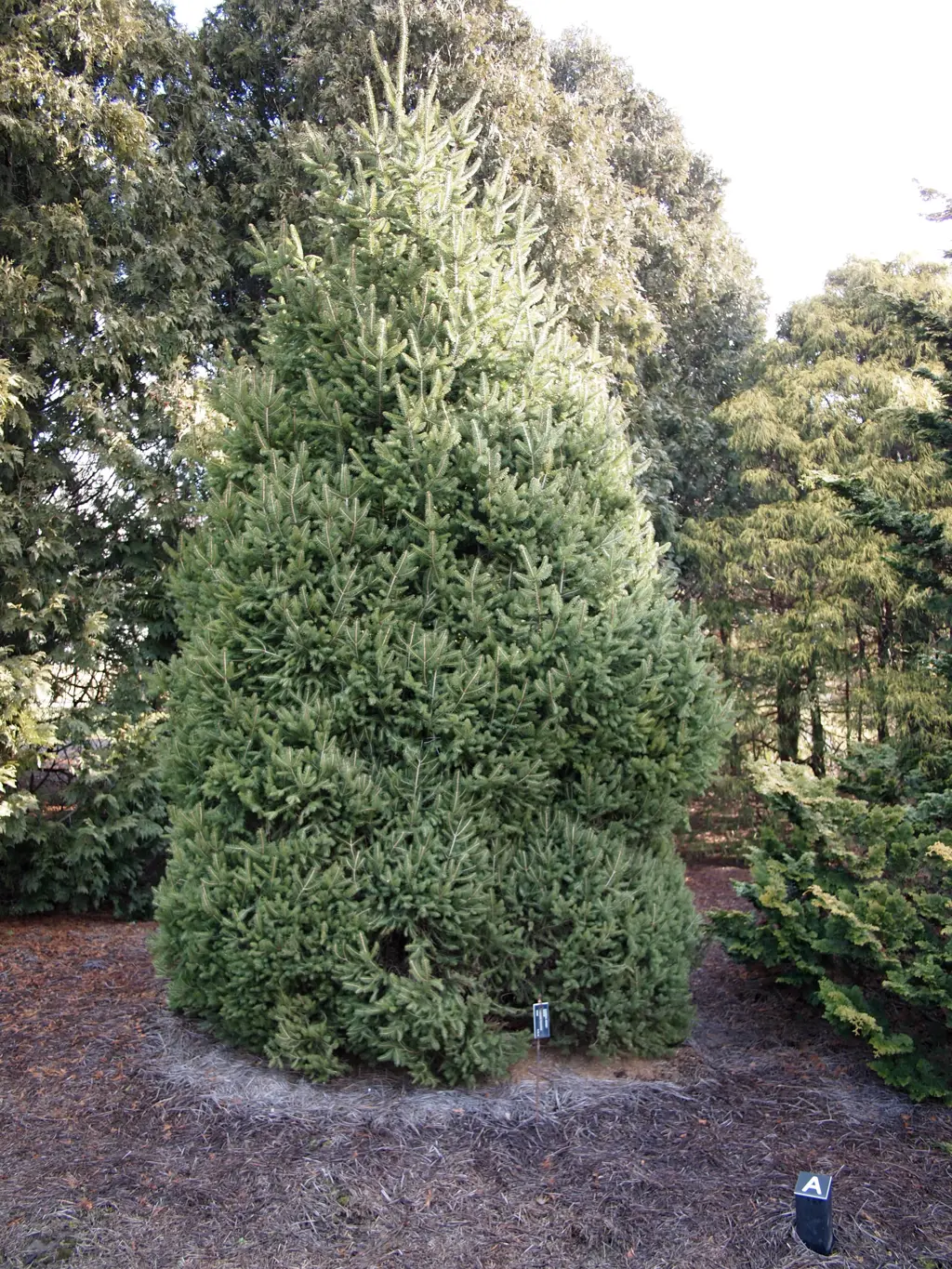 Buy Picea abies ‘Pyramidalis’ (Dwarf Spruce) Online NZ
