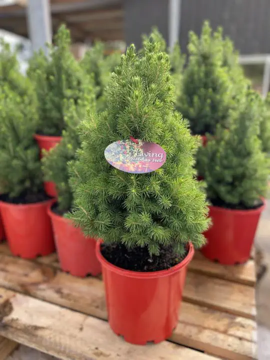 Picea Glauca Conica Dwarf Alberta Spruce
