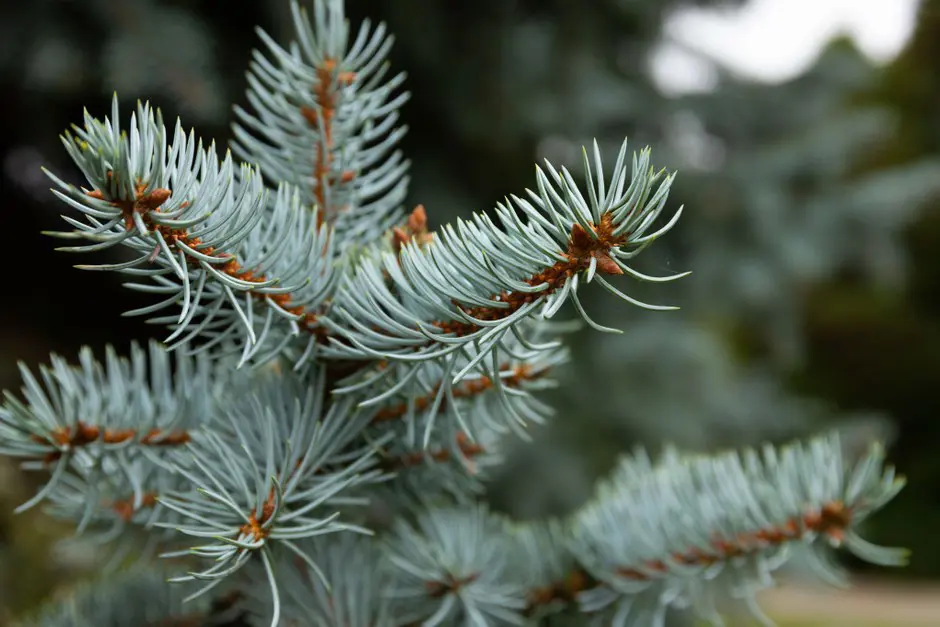 Buy Picea pungens (Blue Spruce) Online | Free Shipping NZ