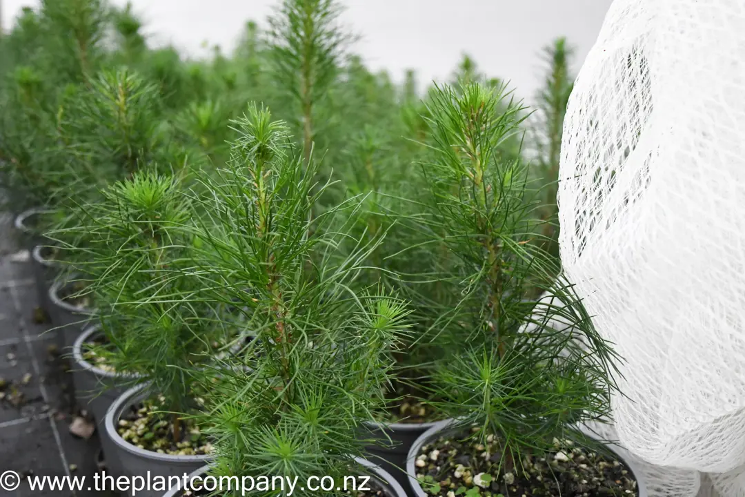 Pinus Radiata VicFlora: Pinus Radiata