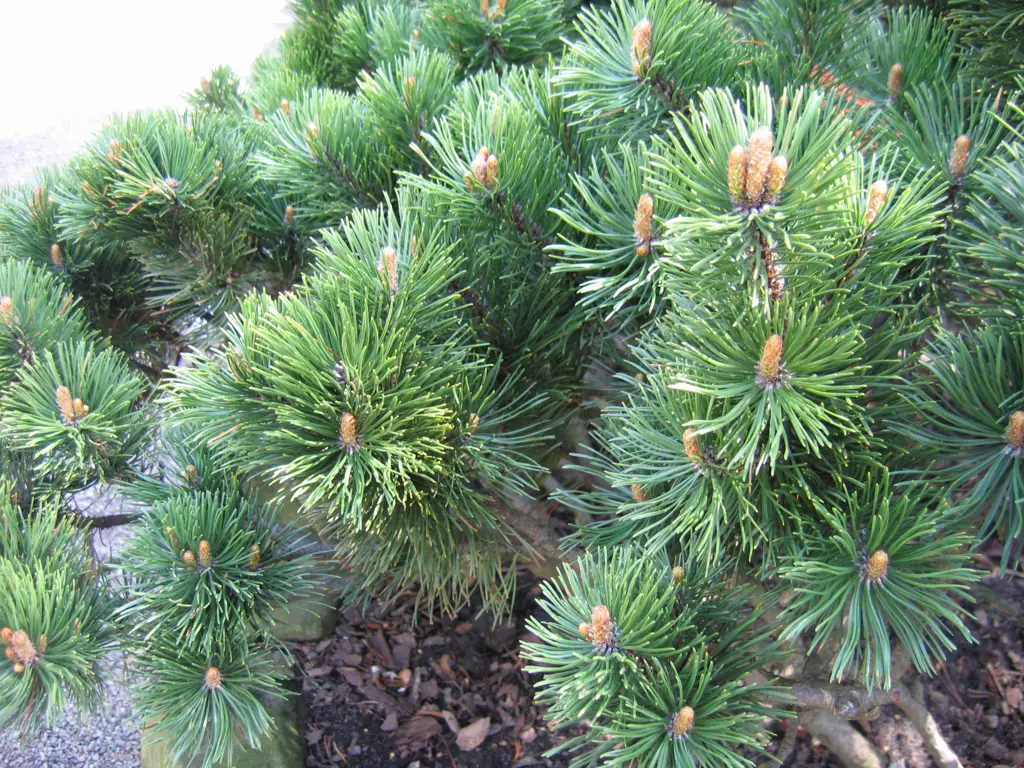 Buy Pinus mugo Plants | Free Shipping Over $150
