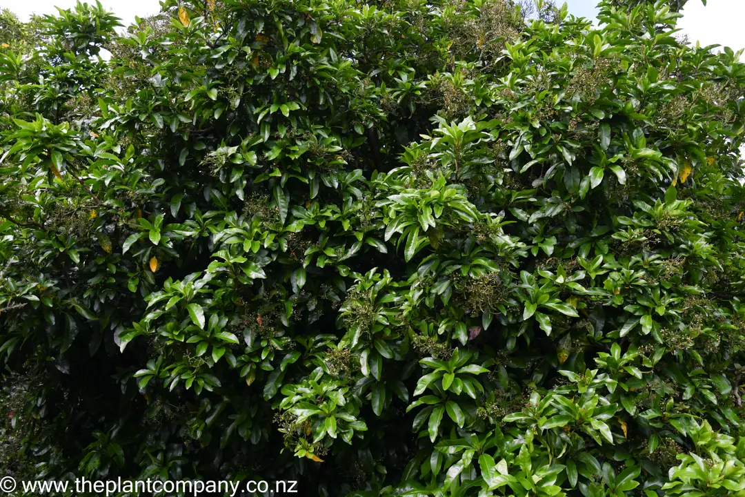 Buy Pisonia brunoniana (Parapara) Online | Free Shipping NZ