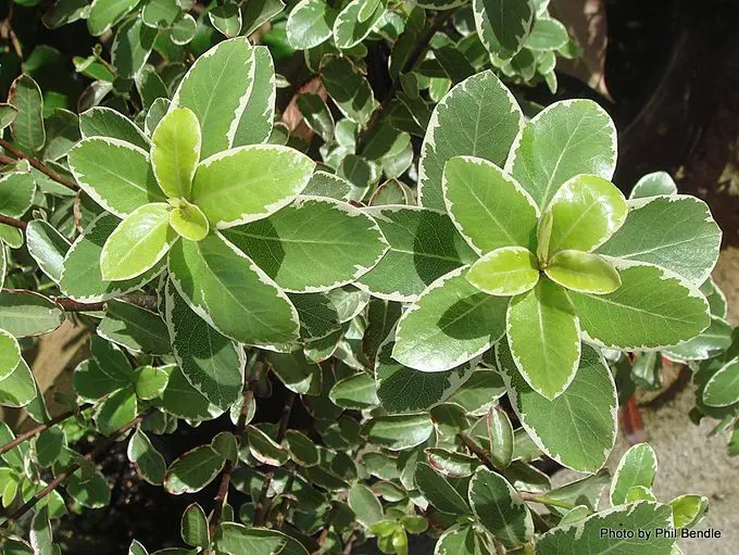 Buy Pittosporum Ivory Tower Plants | Free Shipping Over $150