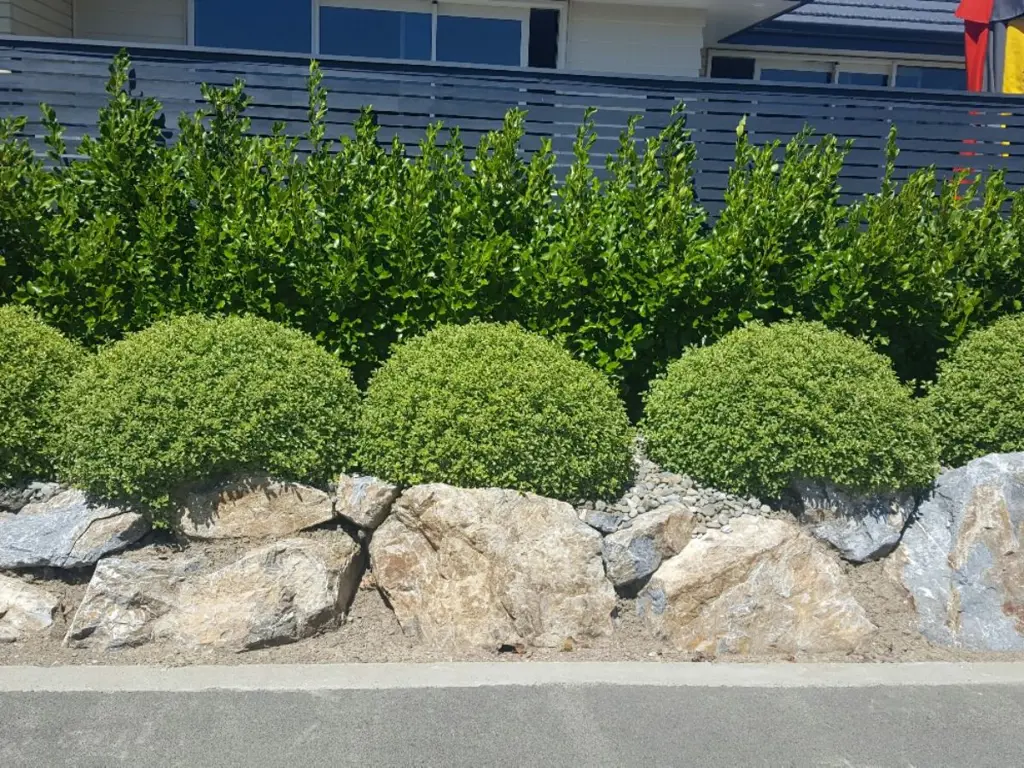 Anita Bush Plant Alliaria Petiolata Wikipedia