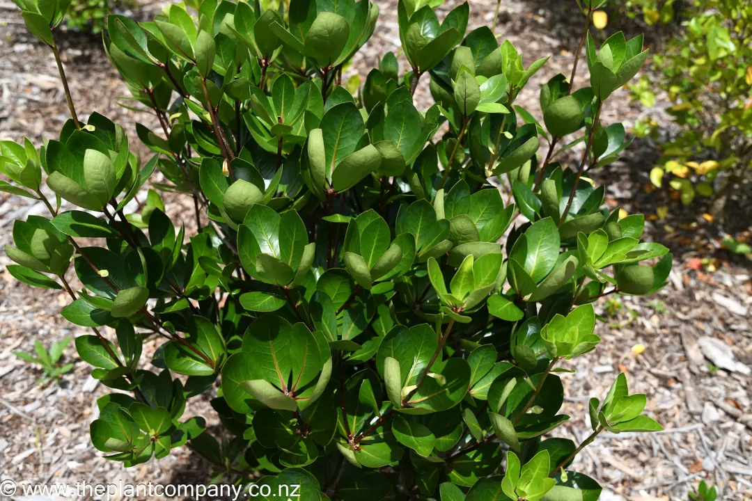 Buy Pittosporum roimata Plants | Free Shipping Over $150