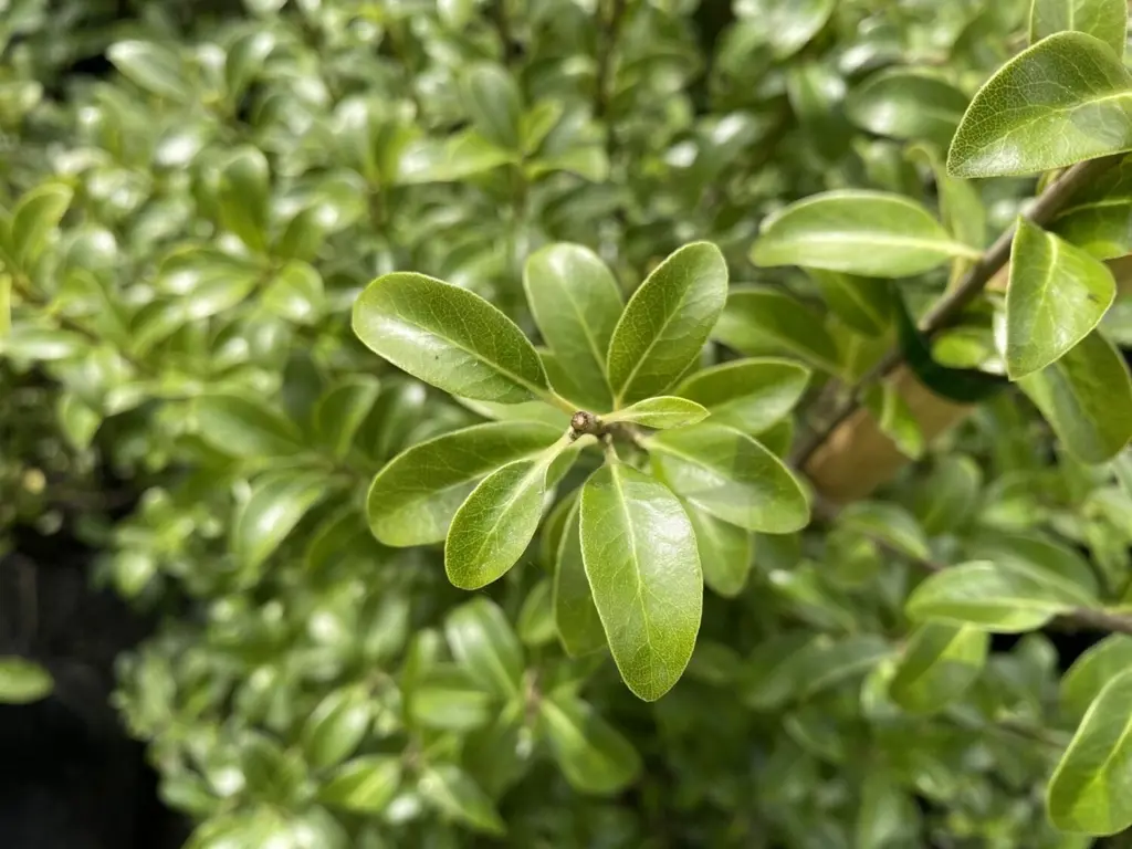 Buy Pittosporum Millfield Magic Plants | Free Shipping Over $150