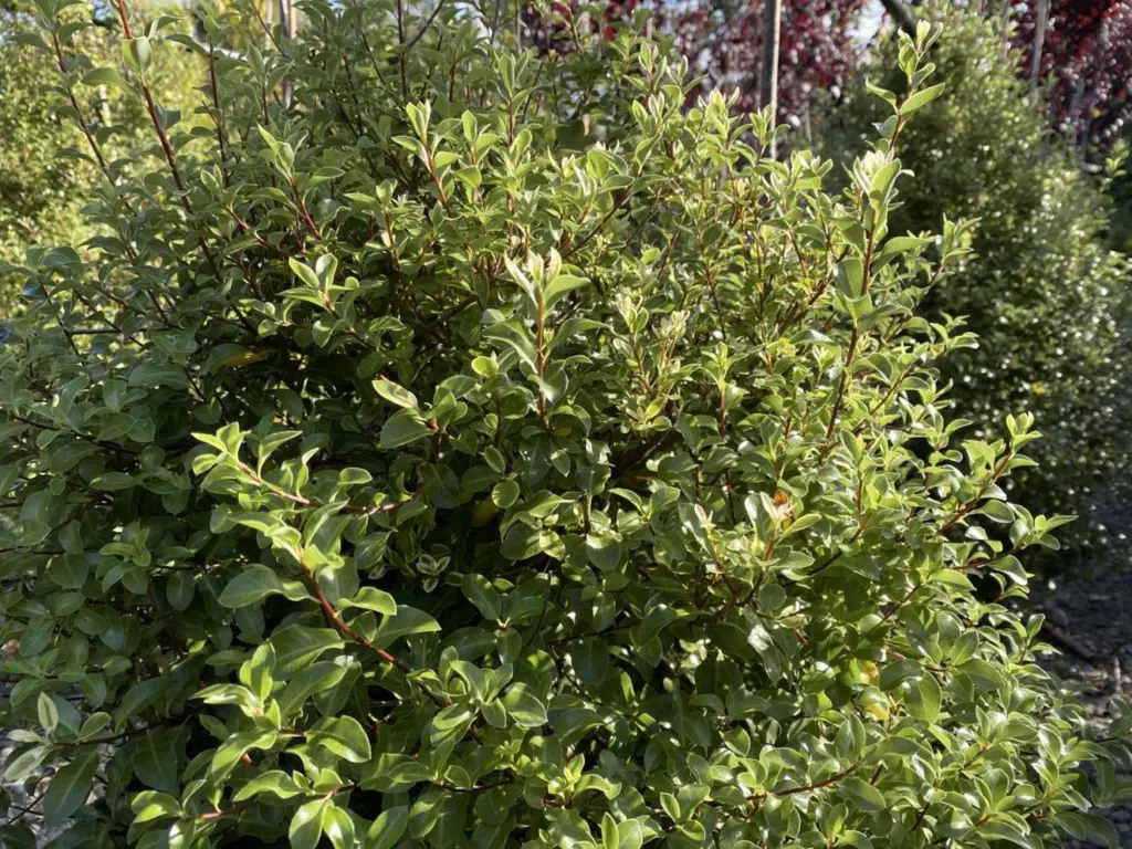 Buy Pittosporum Wai-iti Plants | Free Shipping Over $150