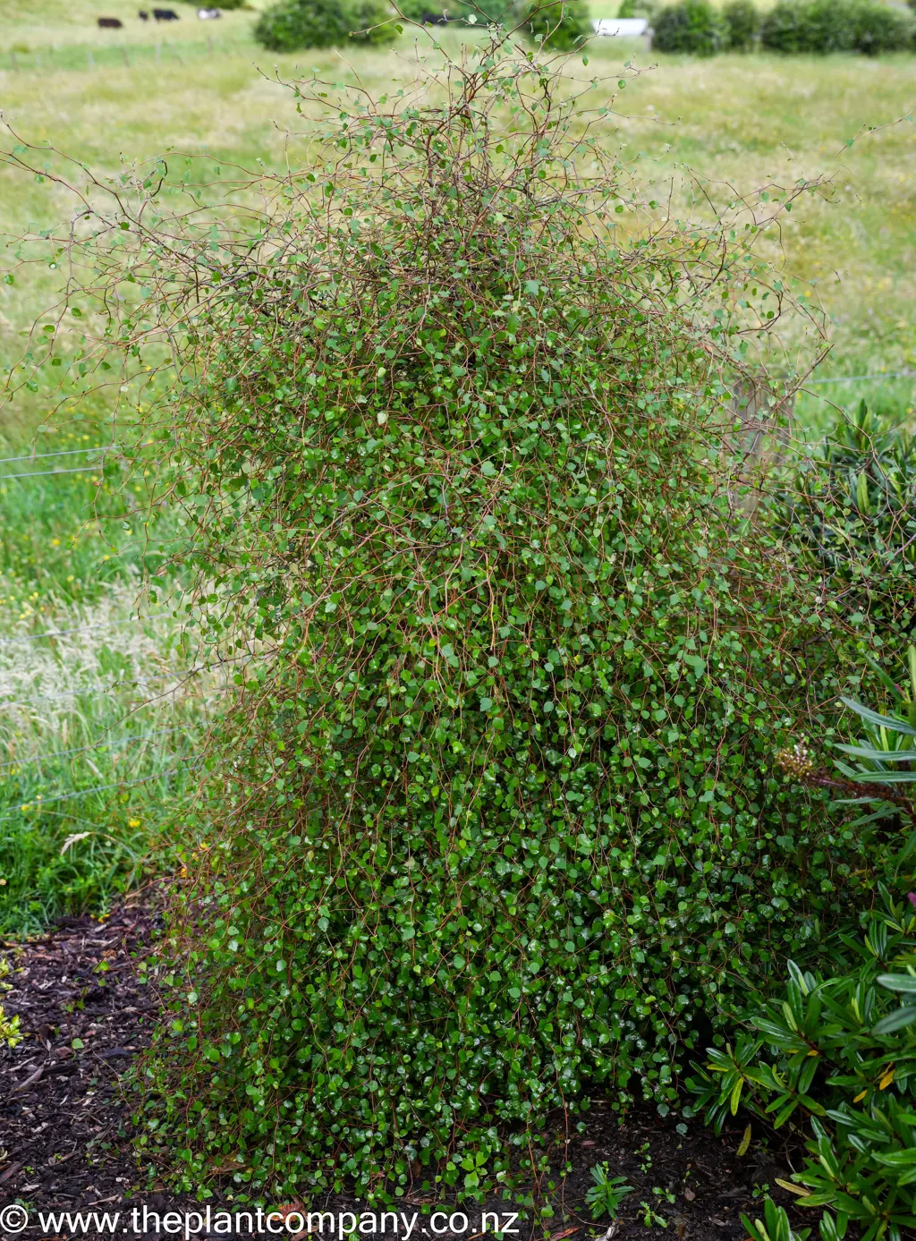 Buy Plagianthus regius (Ribbonwood, Manatu) Trees Online NZ