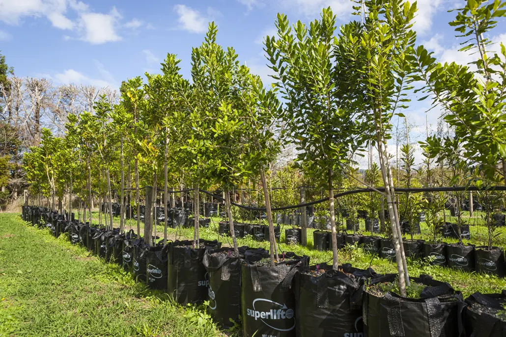 Buy Planchonella costata (Tawapou Trees) Online NZ