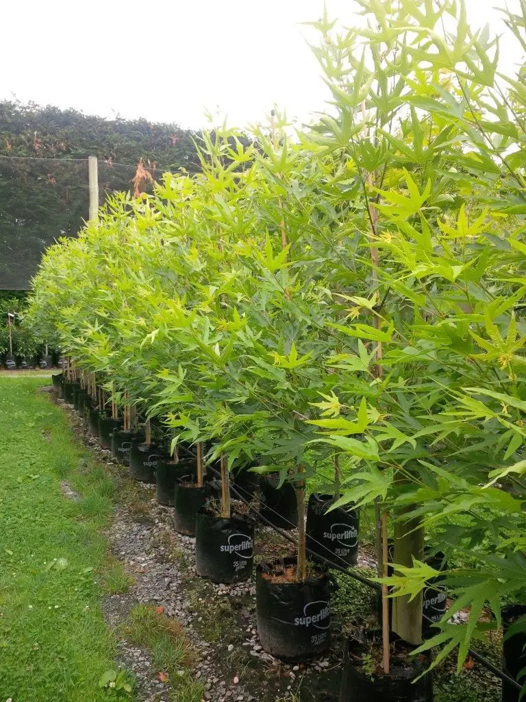 Buy Platanus 'Autumn Glory' Trees | Free Shipping NZ Wide