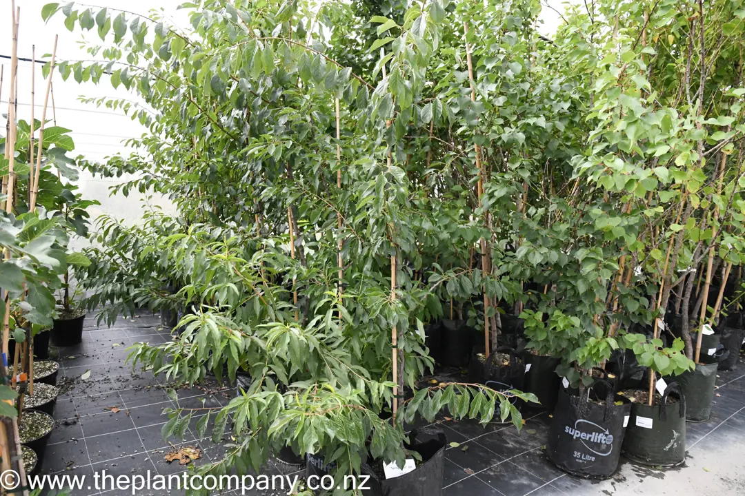 Buy Plumcot Spring Satin Plants | Free Shipping Over $150