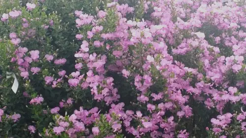 Buy Podalyria Nixons Fancy Plants | Free Shipping Over $150