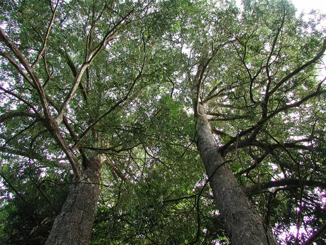 Buy Podocarpus elatus Plants Online | Free Shipping NZ Wide