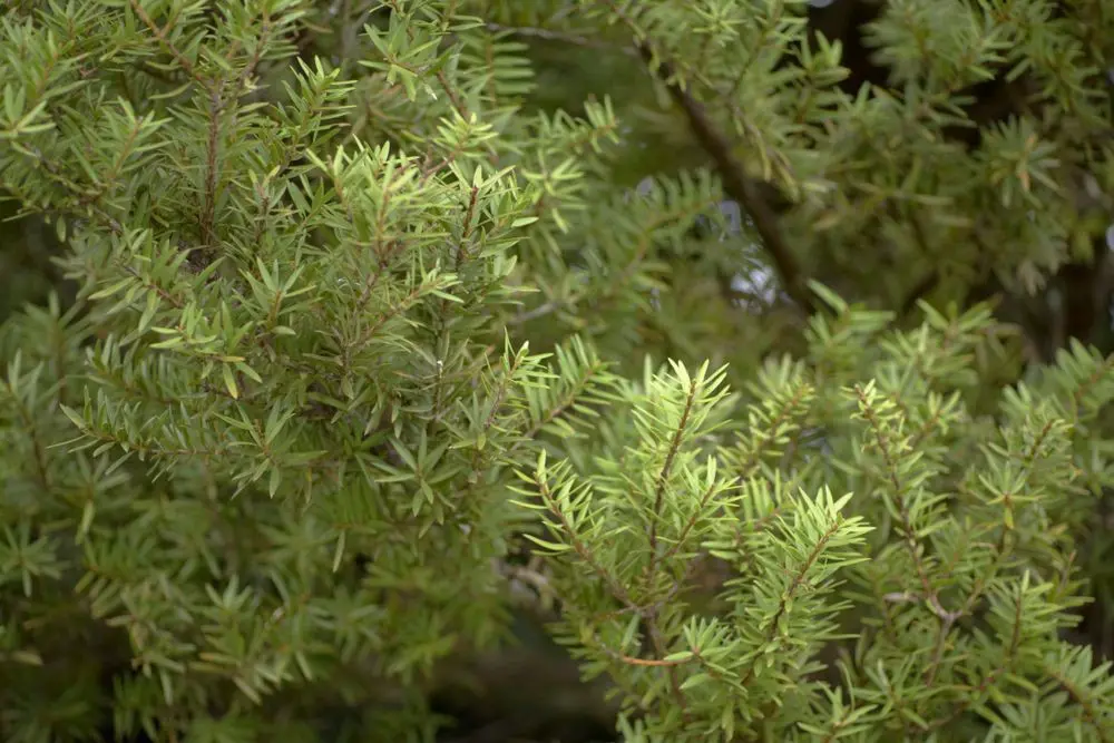 Buy Podocarpus laetus - Mountain Totara | Free Freight Over $150