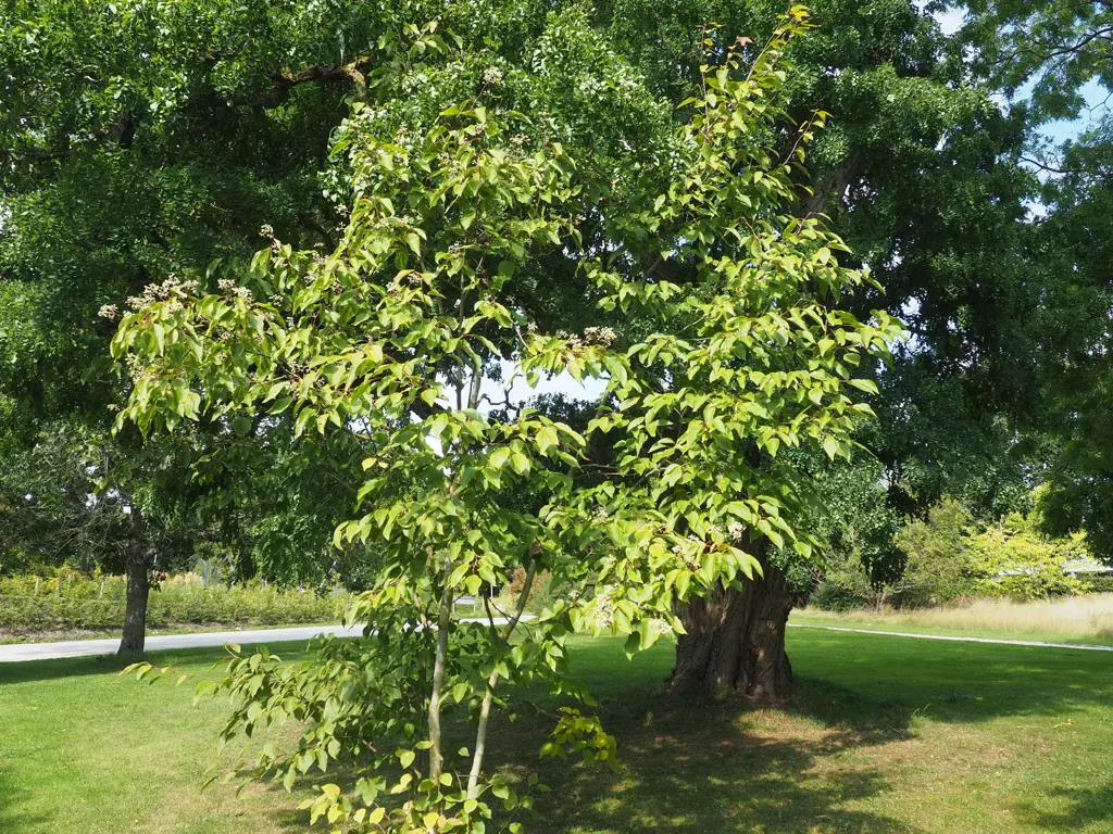 Buy Poliothyrsis sinensis Plants | Free Shipping Over $150