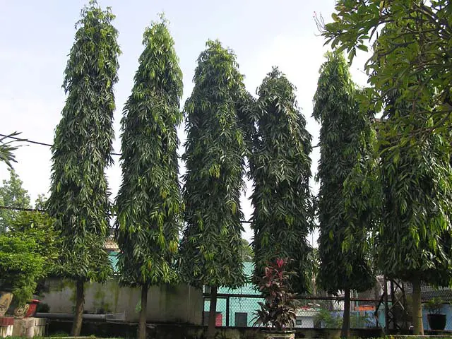 Buy Polyalthia longifolia Plants | Free Shipping Over $150