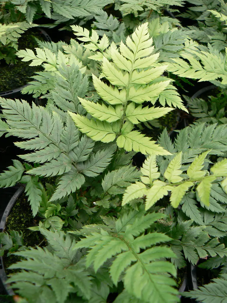 Buy Polystichum rigens Plants | Free Shipping Over $150