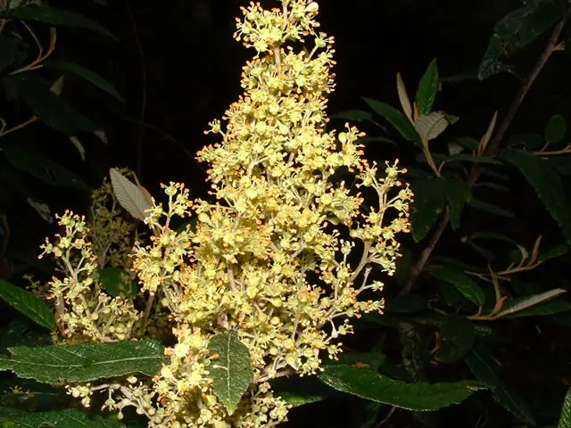 Buy Pomaderris apetala Plants Online | Free Shipping NZ Wide