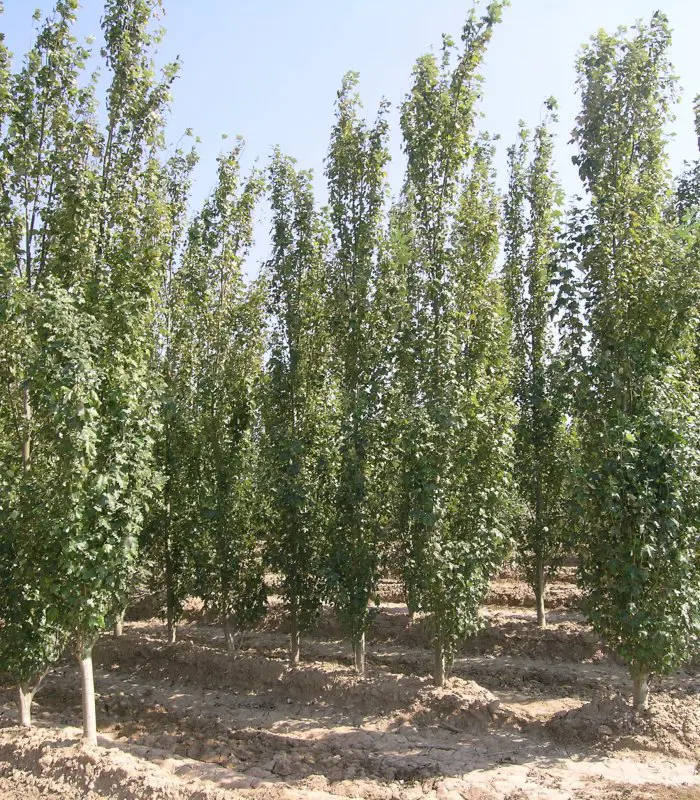 Buy Populus alba Pyramidalis Plants | Free Shipping Over $150