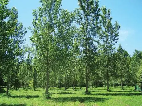 Buy Populus euramericana Veronese Plants | Free Shipping Over $150