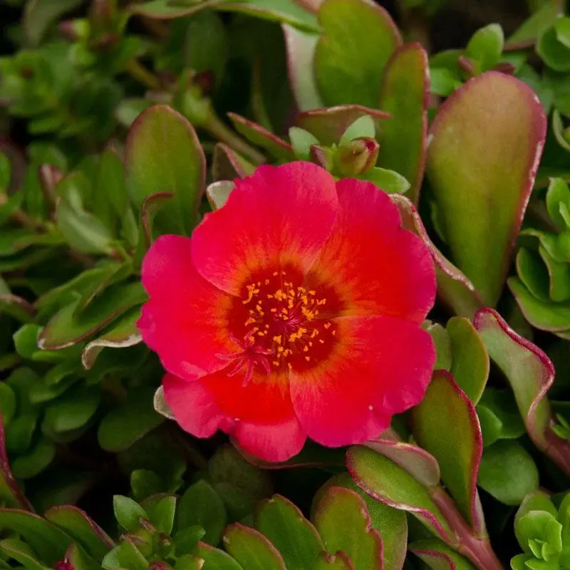 Buy Portulaca Pazzaz Red Glow Plants | Free Shipping Over $150